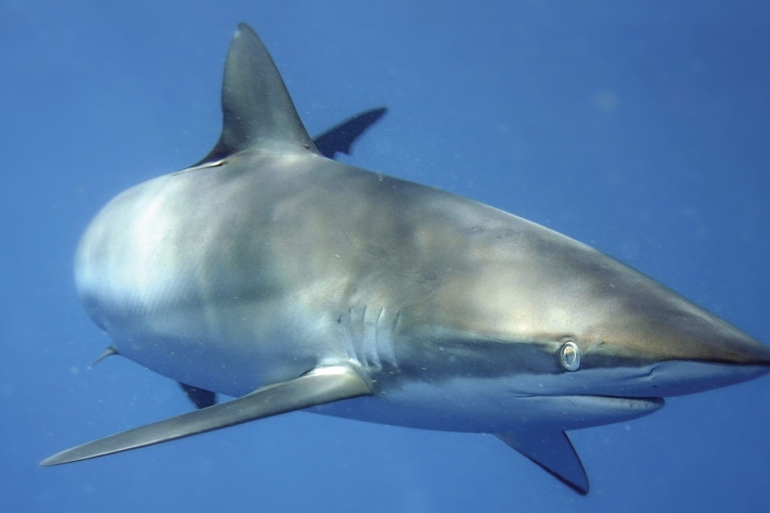 Sharks | Earth Sciences New Zealand | NIWA